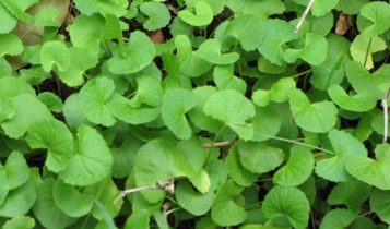 Phanerogams (Phanerogamae) | Botany Today