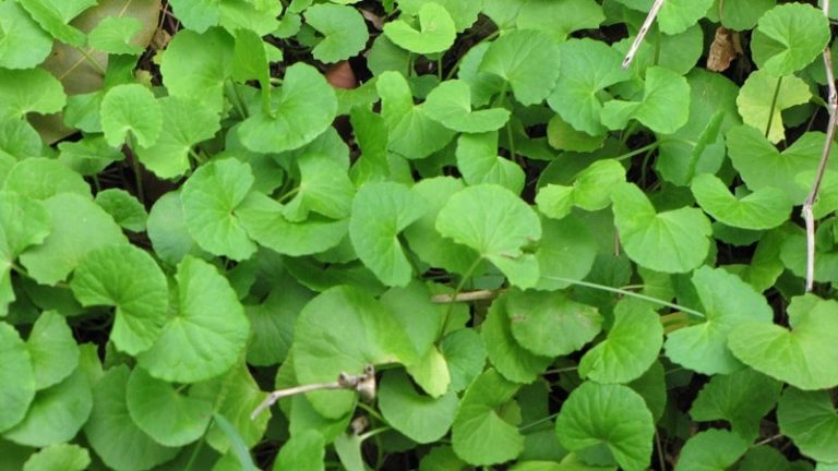 Centella Asiatica - Botany Today