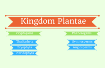 Branches of Botany | Botany Today