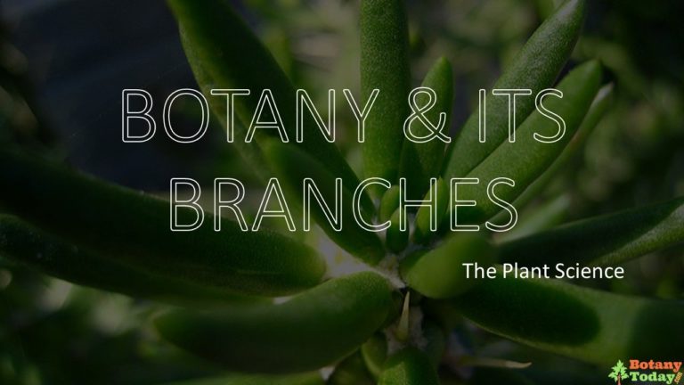 What is Botany? (Botany Definition and Its understanding)