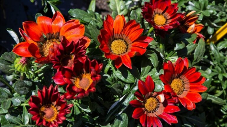 Angiosperms: Classification, Characteristics & Reproduction - Botany Today