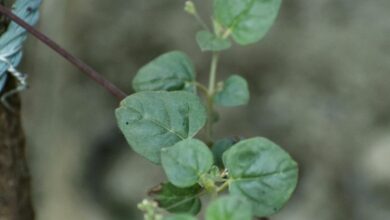 Boerhavia Diffusa - Botany Today
