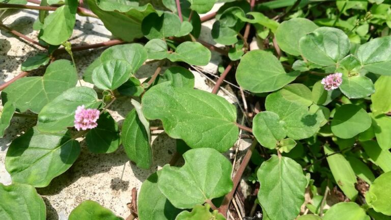 Boerhavia Diffusa - Botany Today