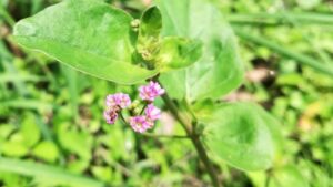 Boerhavia Diffusa - Botany Today