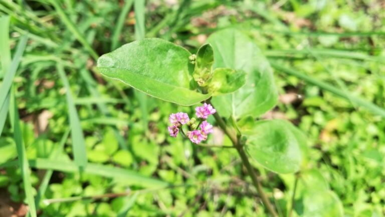 Boerhavia Diffusa - Botany Today