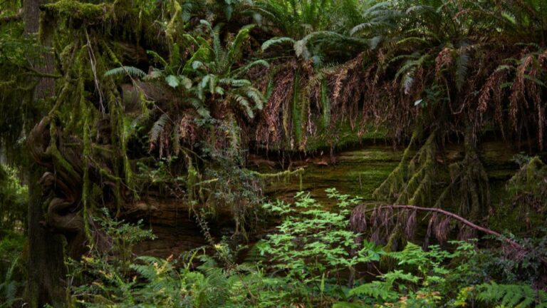 Temperate Forests - Botany Today