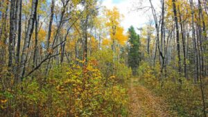 Tropical Forests: A Haven for Plant Diversity - Botany Today