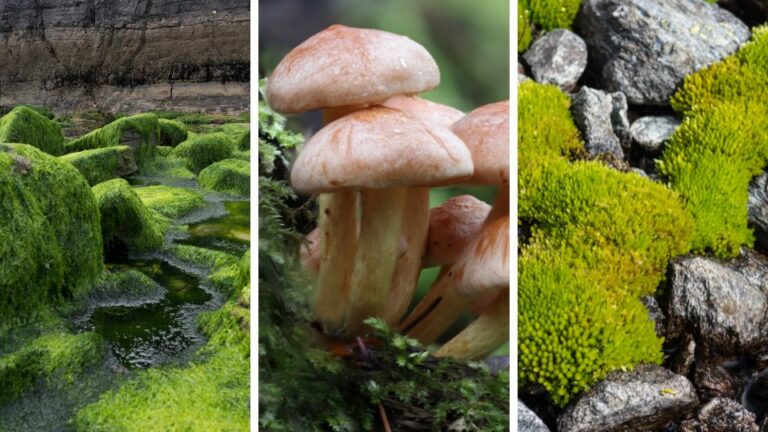 Aleurone Layer - Botany Today